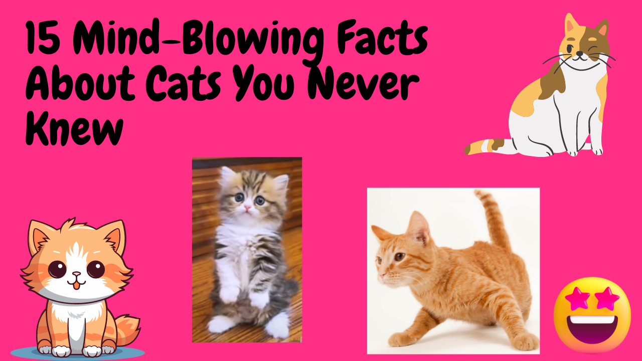 15 Mind-Blowing Facts About Cats You Never Knew - Waanni Blogs